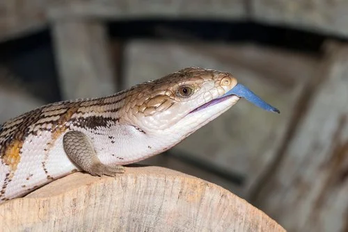 Blue Tongue Skink Care — Orange Grove Animal Hospital - Tucson