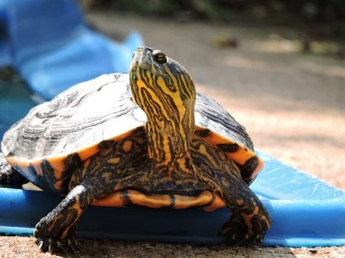 Box Turtle Care — Orange Grove Animal Hospital