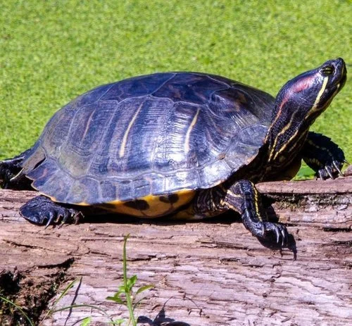 Aquatic Turtle Care — Orange Grove Animal Hospital - Tucson
