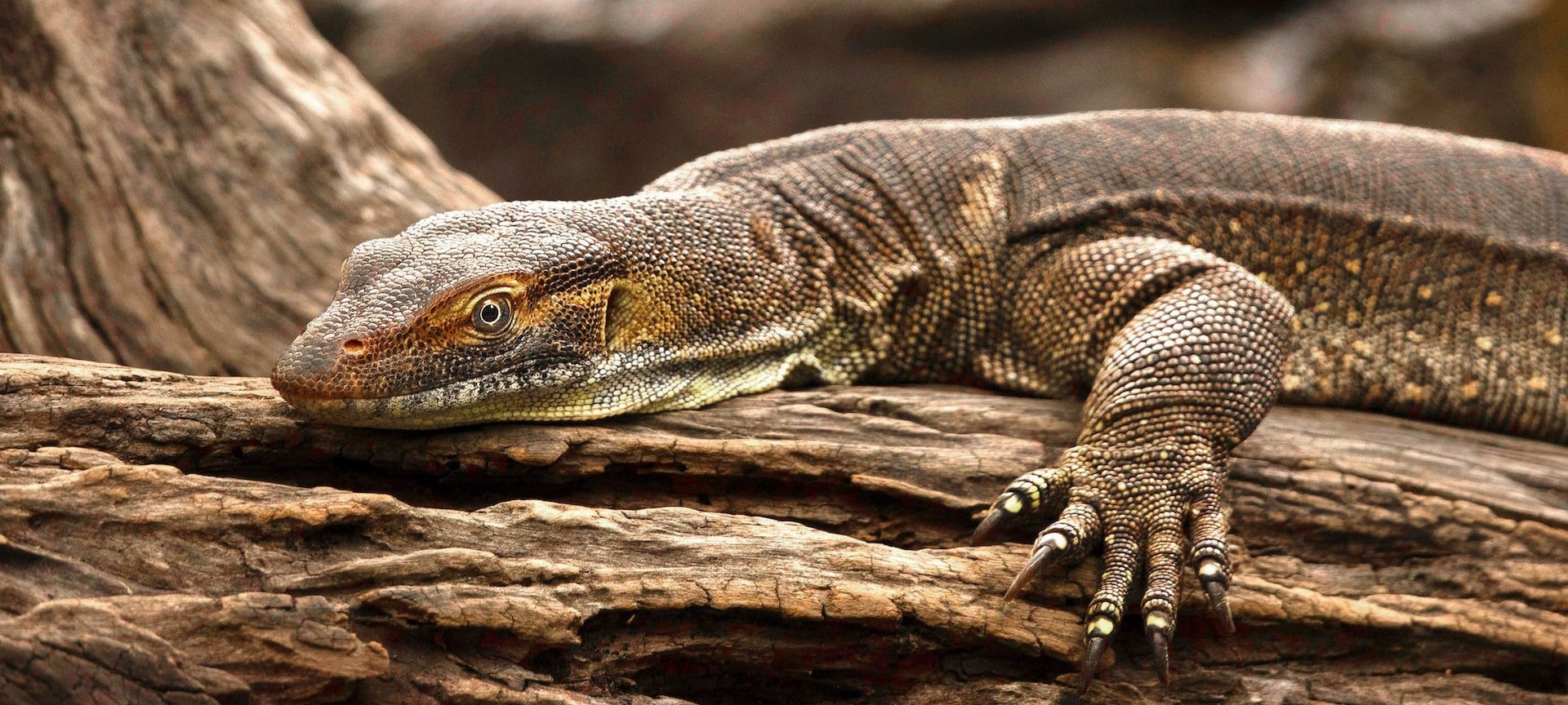 Monitor Care — Orange Grove Animal Hospital - Tucson