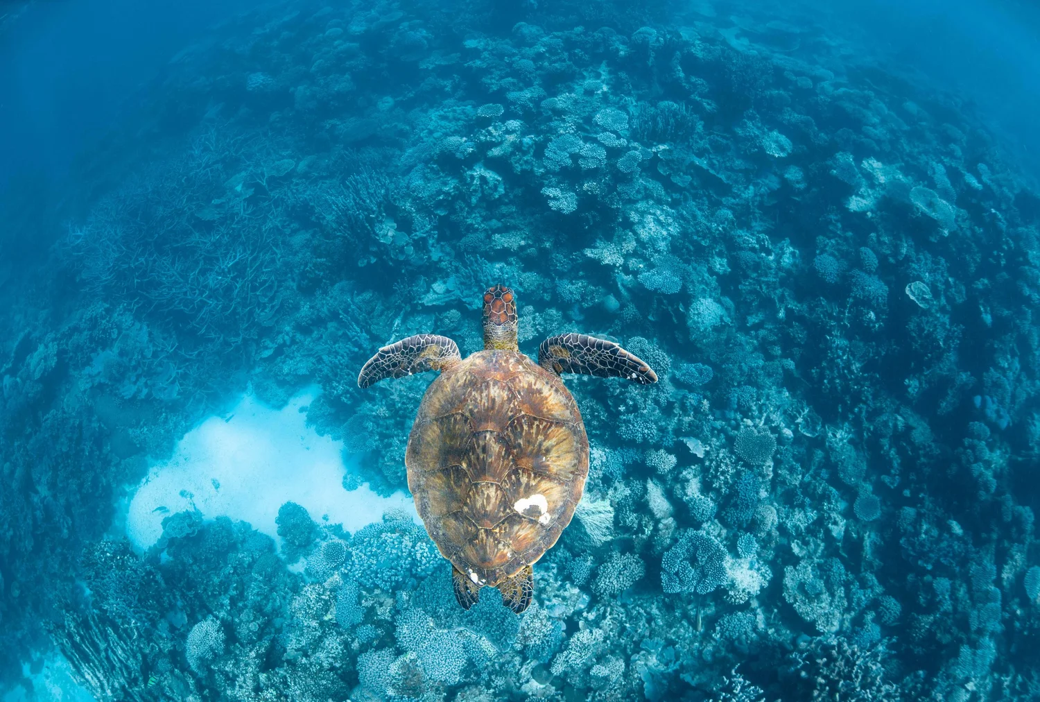 Underwater — MADS OCEAN