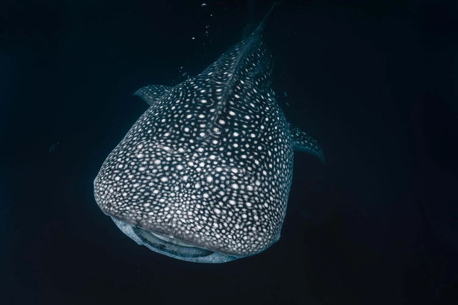 Underwater — MADS OCEAN