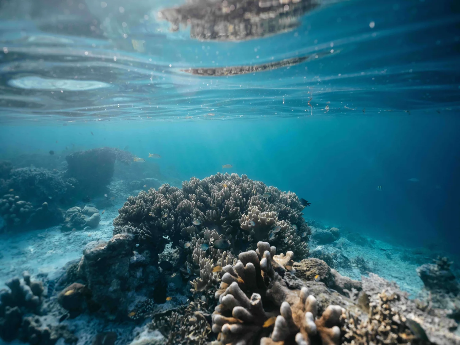 Underwater — MADS OCEAN