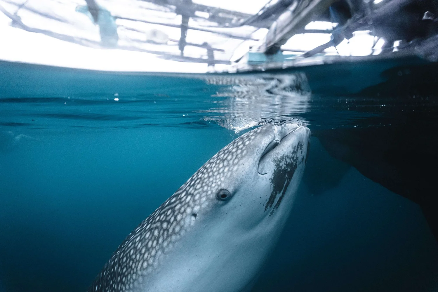 Underwater — MADS OCEAN