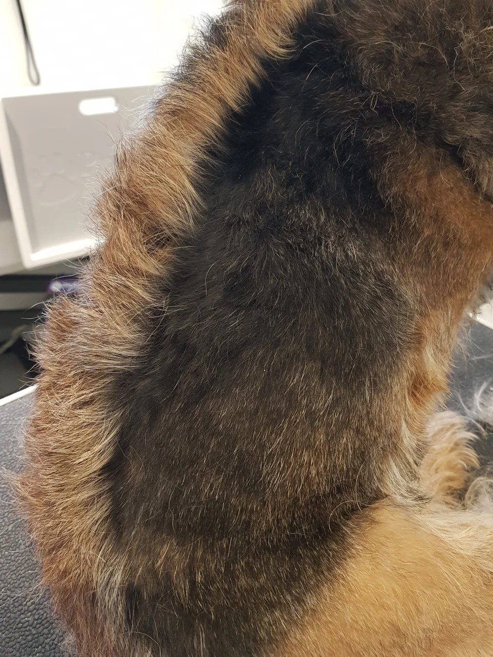 Hand Stripping — Daisy Mae's Dogs