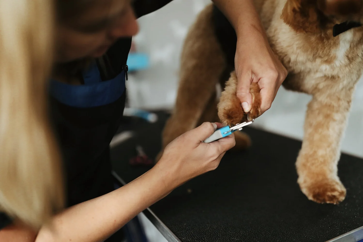Nail Clipping — Daisy Mae's Dogs