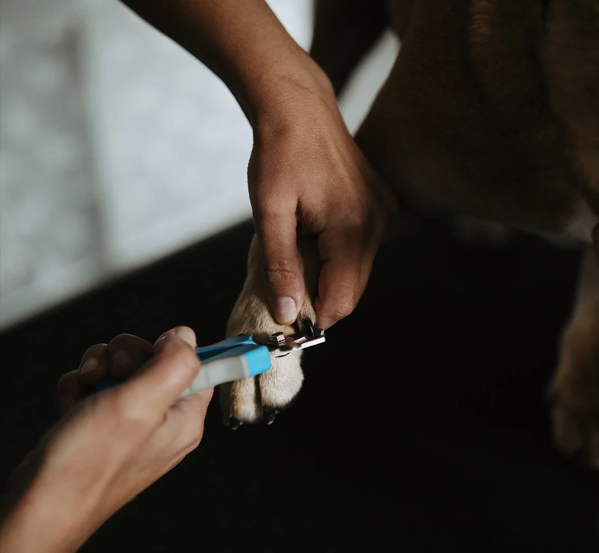 Nail Clipping — Daisy Mae's Dogs