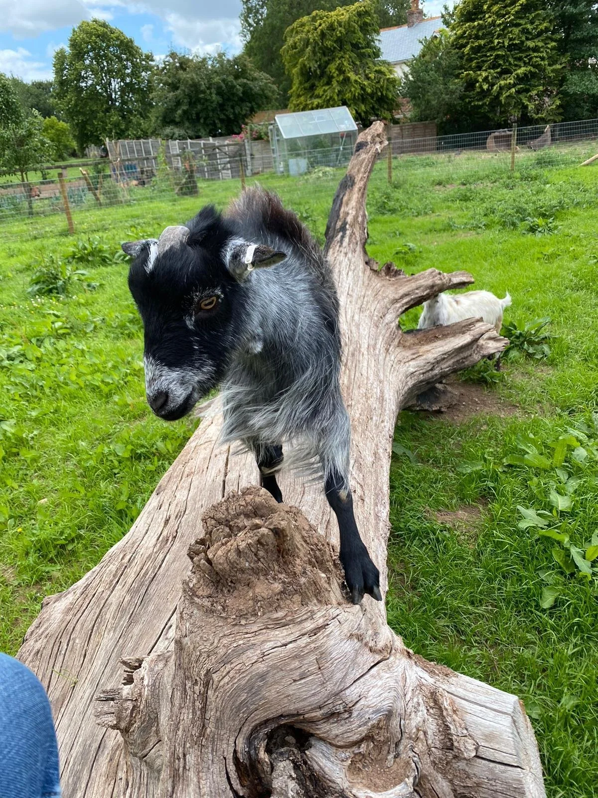 More on-site fun for kids with our new playpark — Fordmore Farm Shop