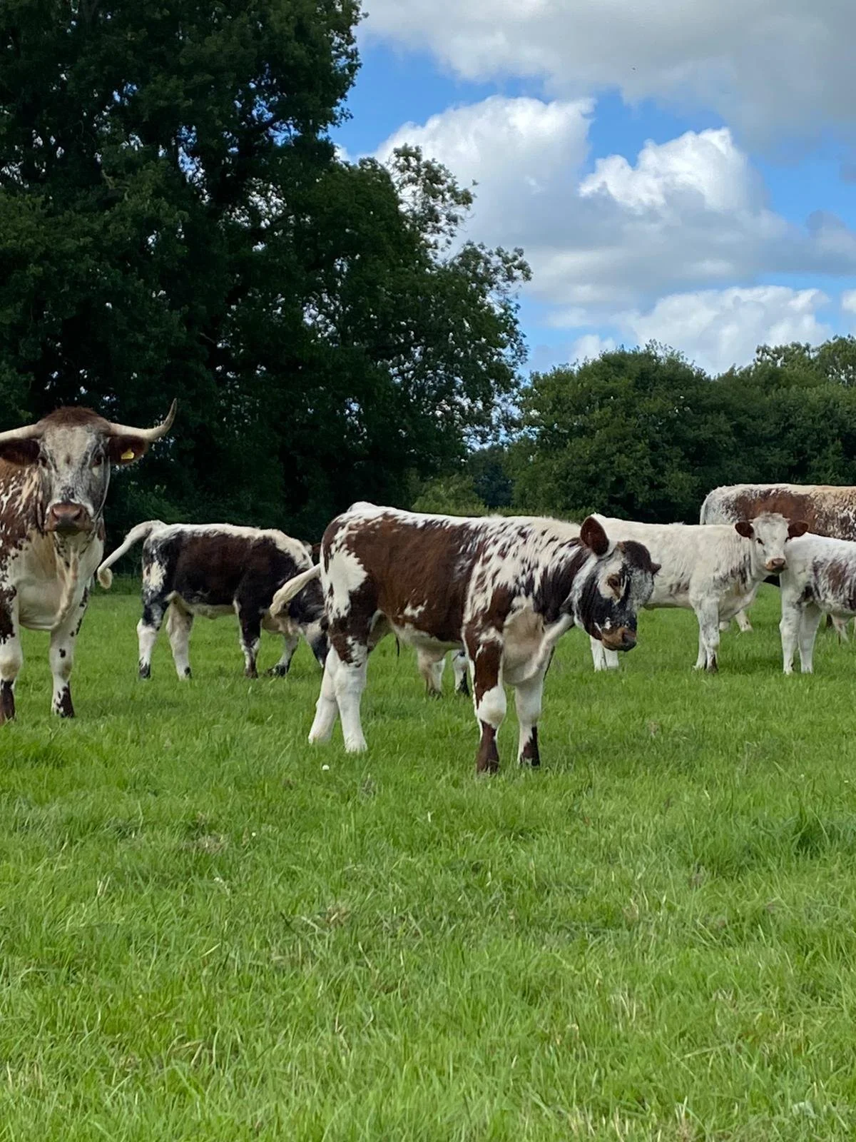 More on-site fun for kids with our new playpark — Fordmore Farm Shop