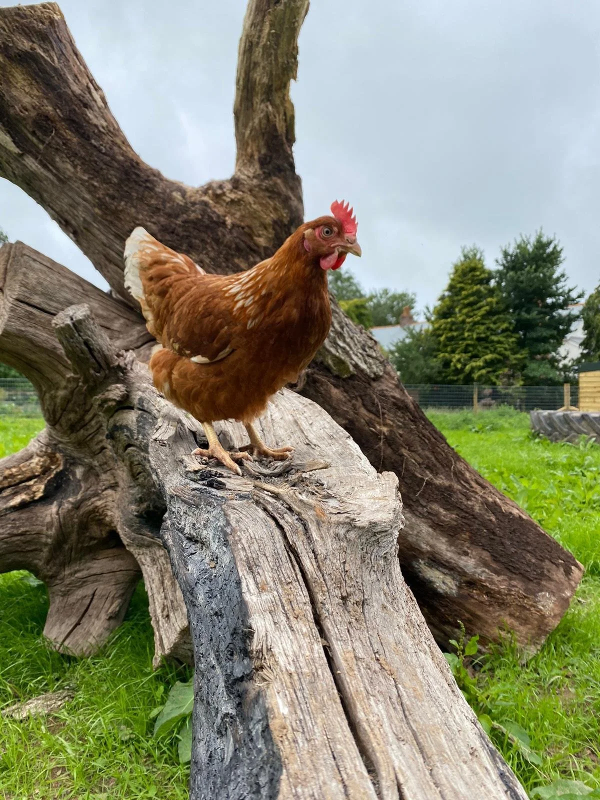 More on-site fun for kids with our new playpark — Fordmore Farm Shop