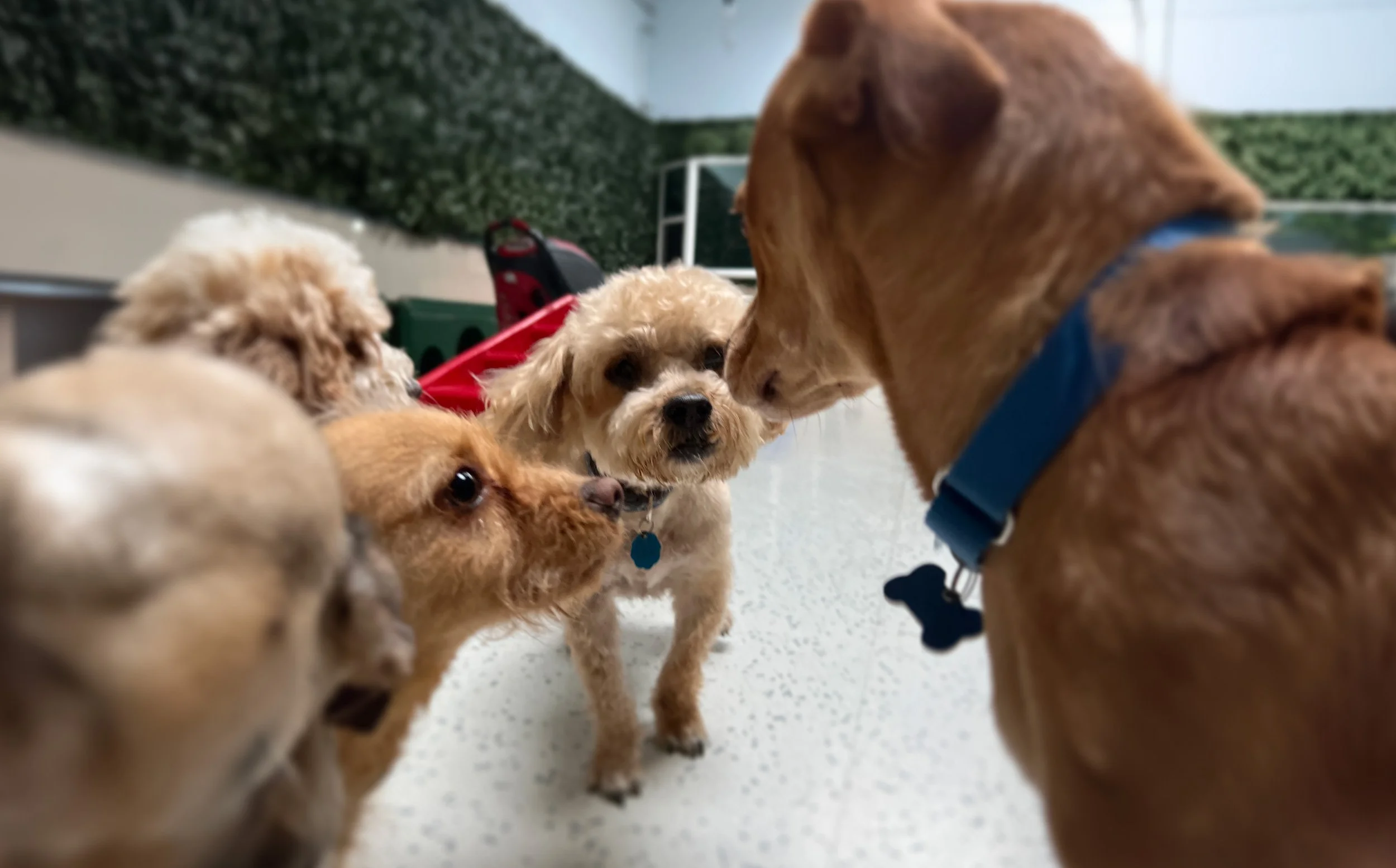Dog Daycare Culver City