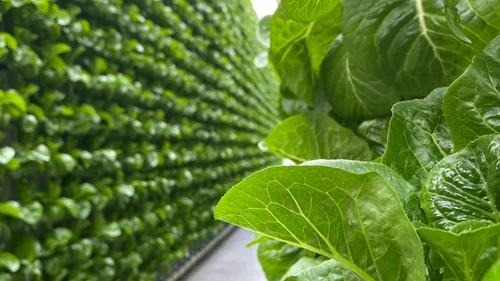Vertical Farming: Key to Sustainable Business Success | Eden Green