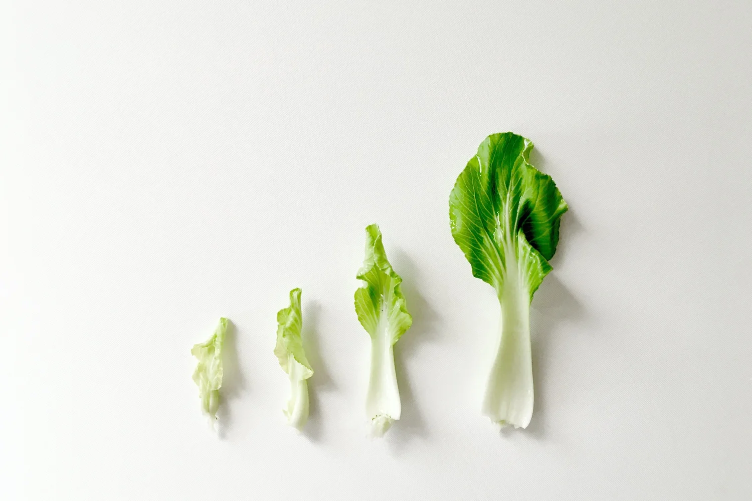 Everything You Need to Know About Hydroponic Asian Greens | Eden Green