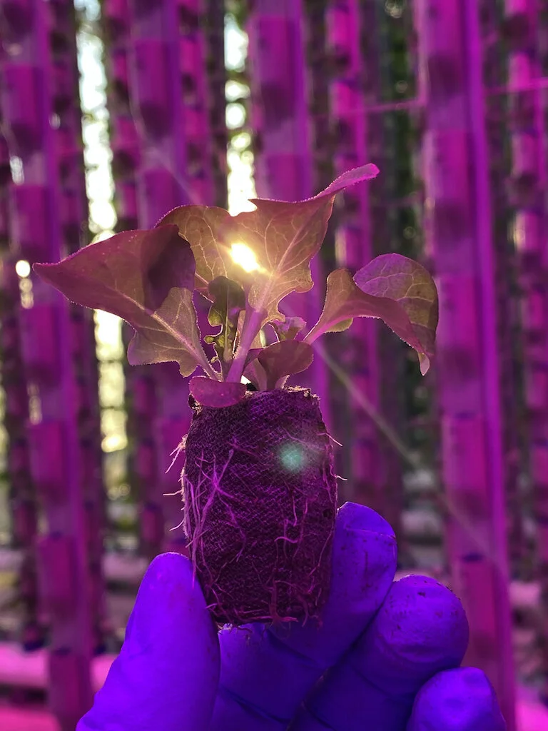 Controlled Environment Agriculture (CEA) | The Future of Farming | Eden ...