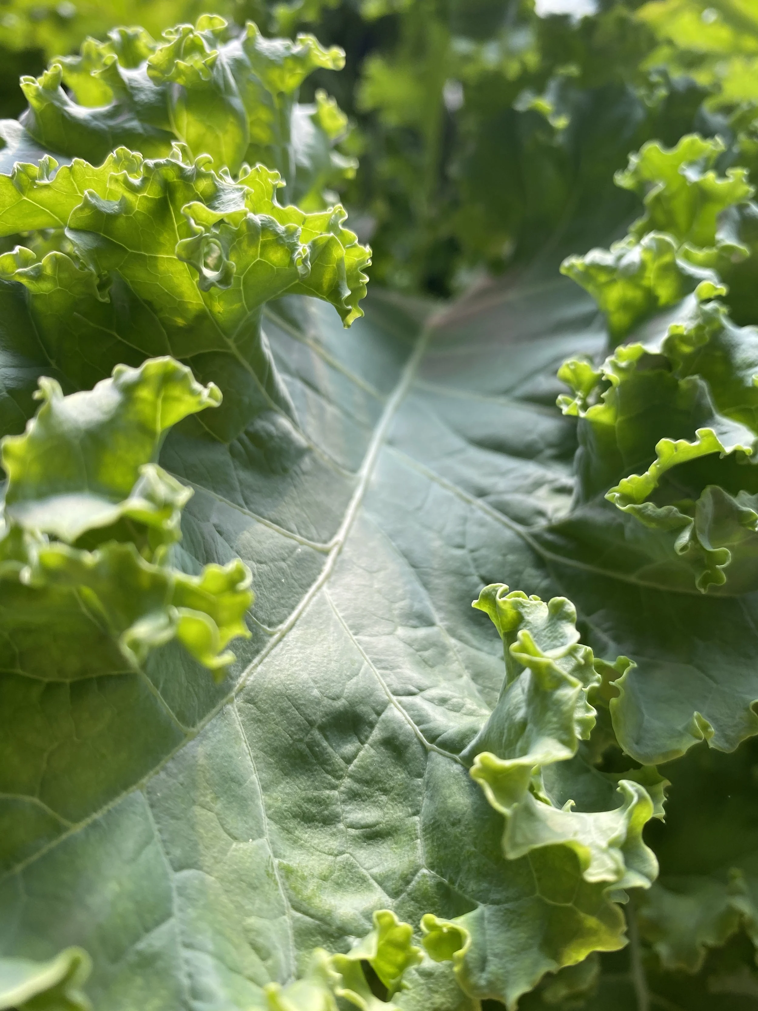 Hydroponic Produce | Leafy Greens, Herbs, & More | Eden Green