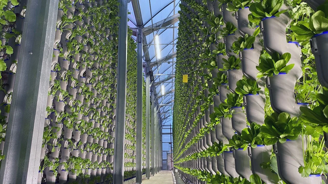 10 Hydroponic Benefits in Agriculture & Vertical Farming | Eden Green