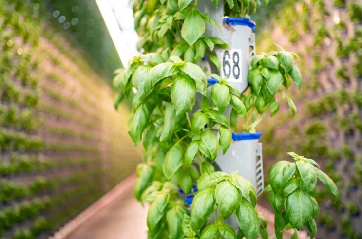 Agricultural Water Use: Traditional vs Vertical Farms | Eden Green