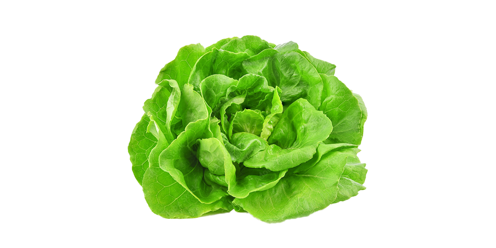 Hydroponic Produce | Food Service & Restaurants | Eden Green