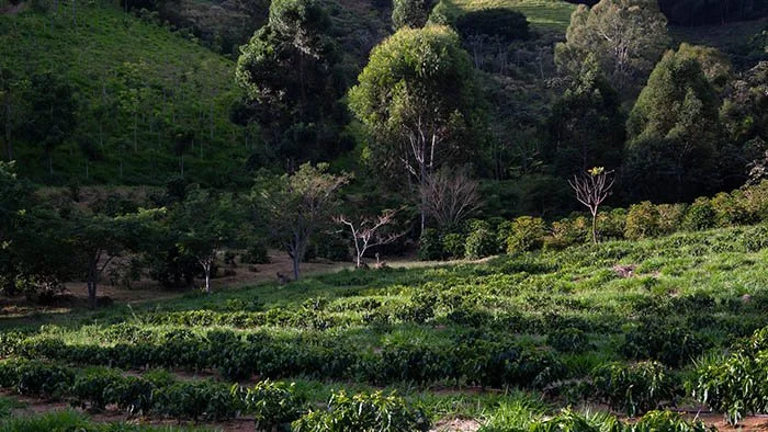 What Is Food Sustainability and Why Is It Important? | Eden Green