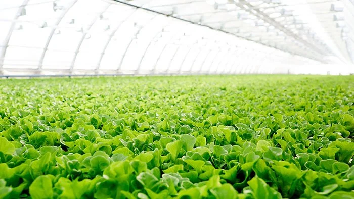 Regenerative Agriculture: Definition, Practices, & Importance | Eden Green