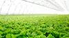 Regenerative Agriculture: Definition, Practices, & Importance | Eden Green