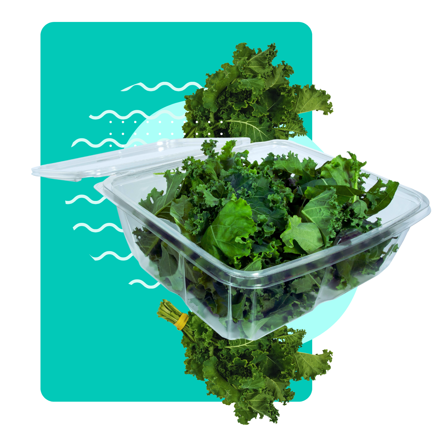 Hydroponic Cooking Greens | White Label & Custom Blends | Eden Green