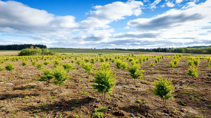 What Is Afforestation? Definition, Examples, Pros, and Cons | Eden Green