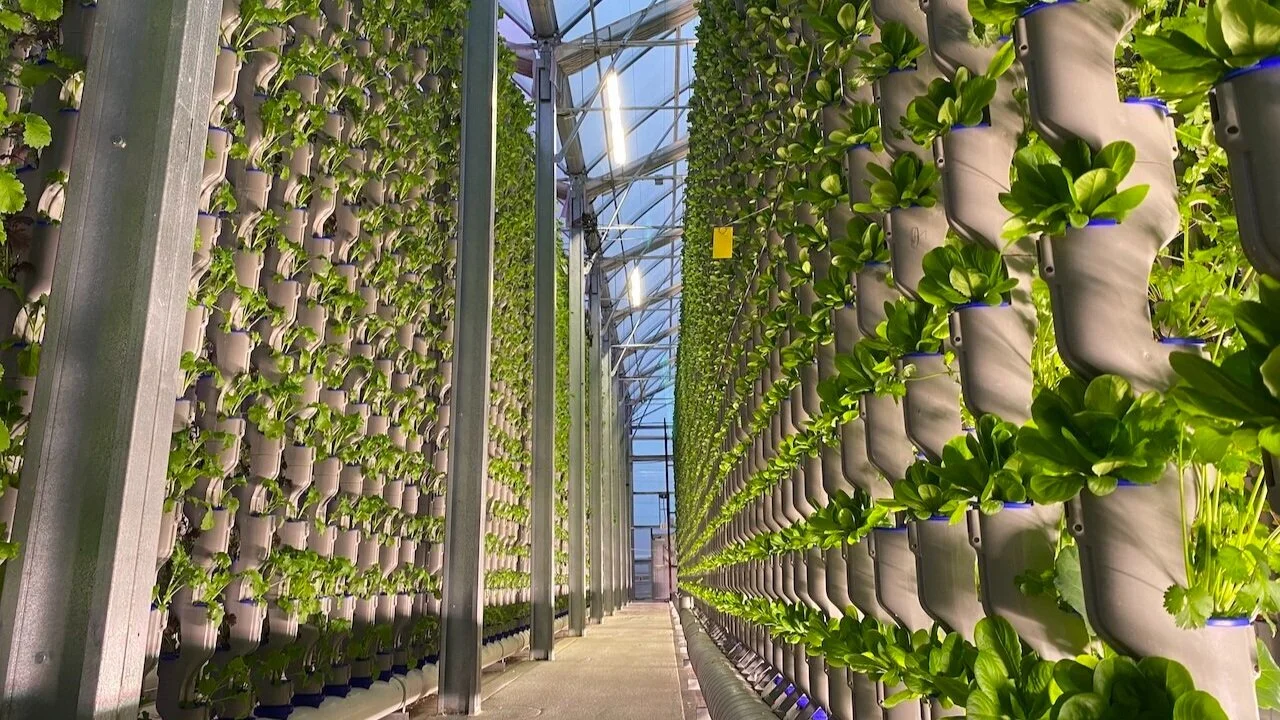 Celebrate World Planting Day: Vertical Farming & Hydroponics | Eden Green