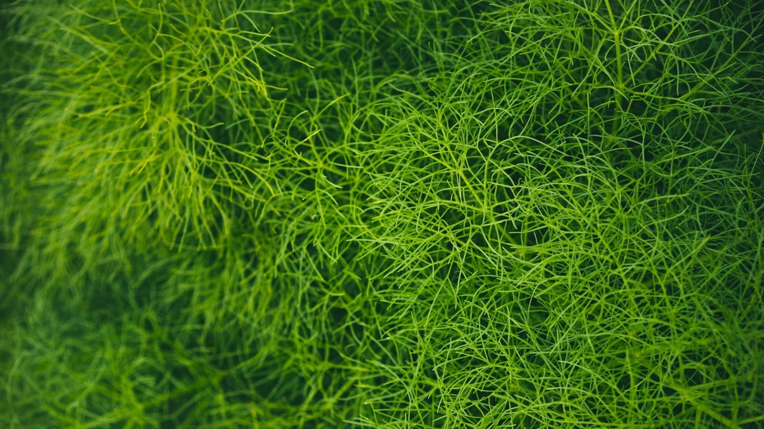 Hydroponic Plants: 23 Varieties for Fresh, Local Produce | Eden Green