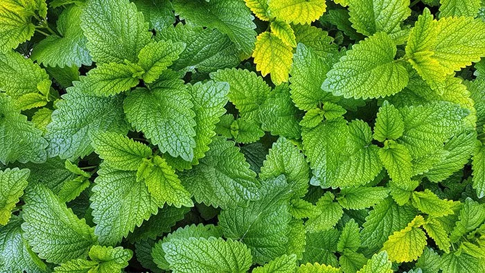 Hydroponic Mint: How to Grow, Nutrition, and Recipes | Eden Green