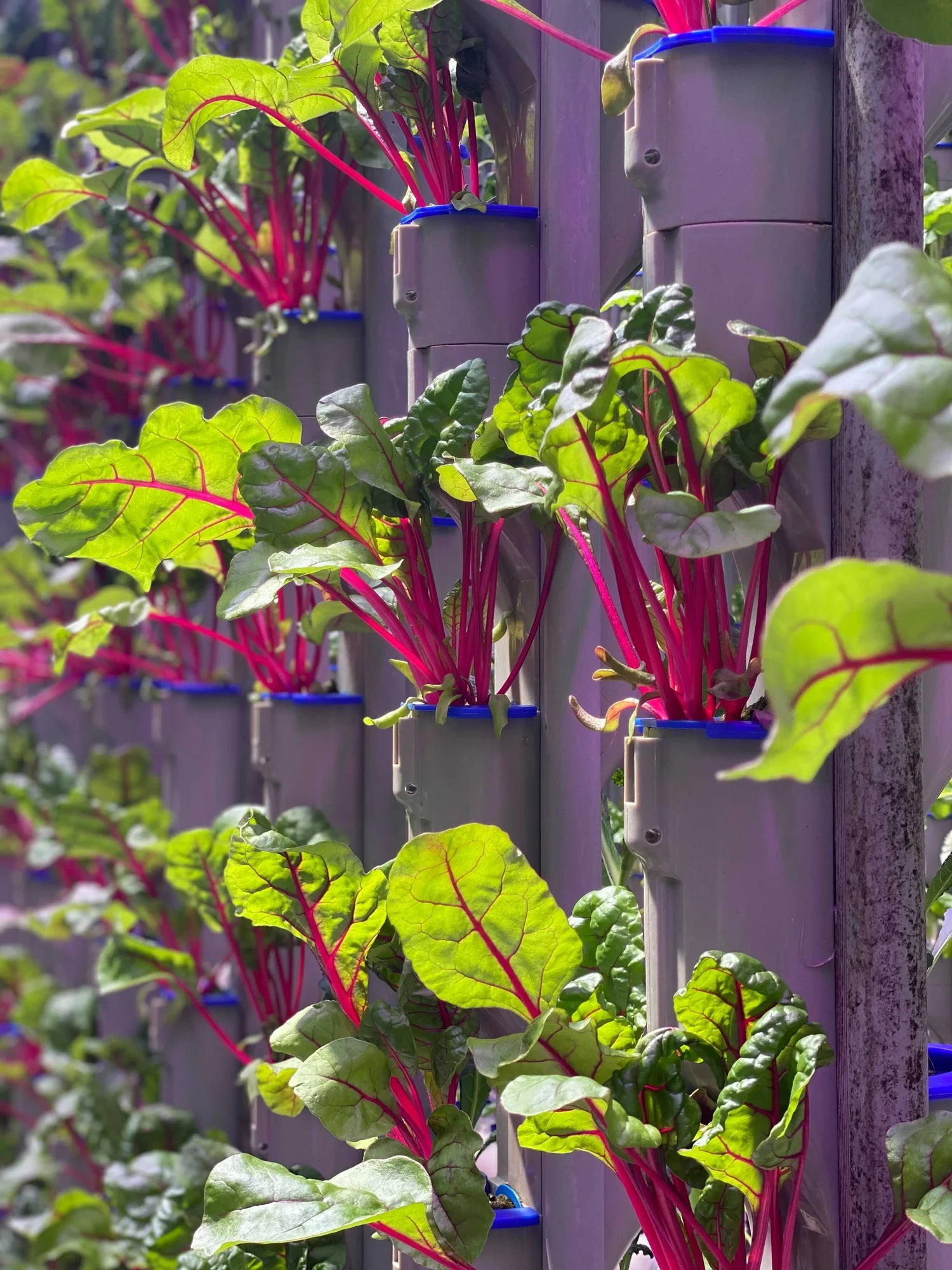What Is Non-GMO? Inside the Next Trend in Global Farming | Eden Green