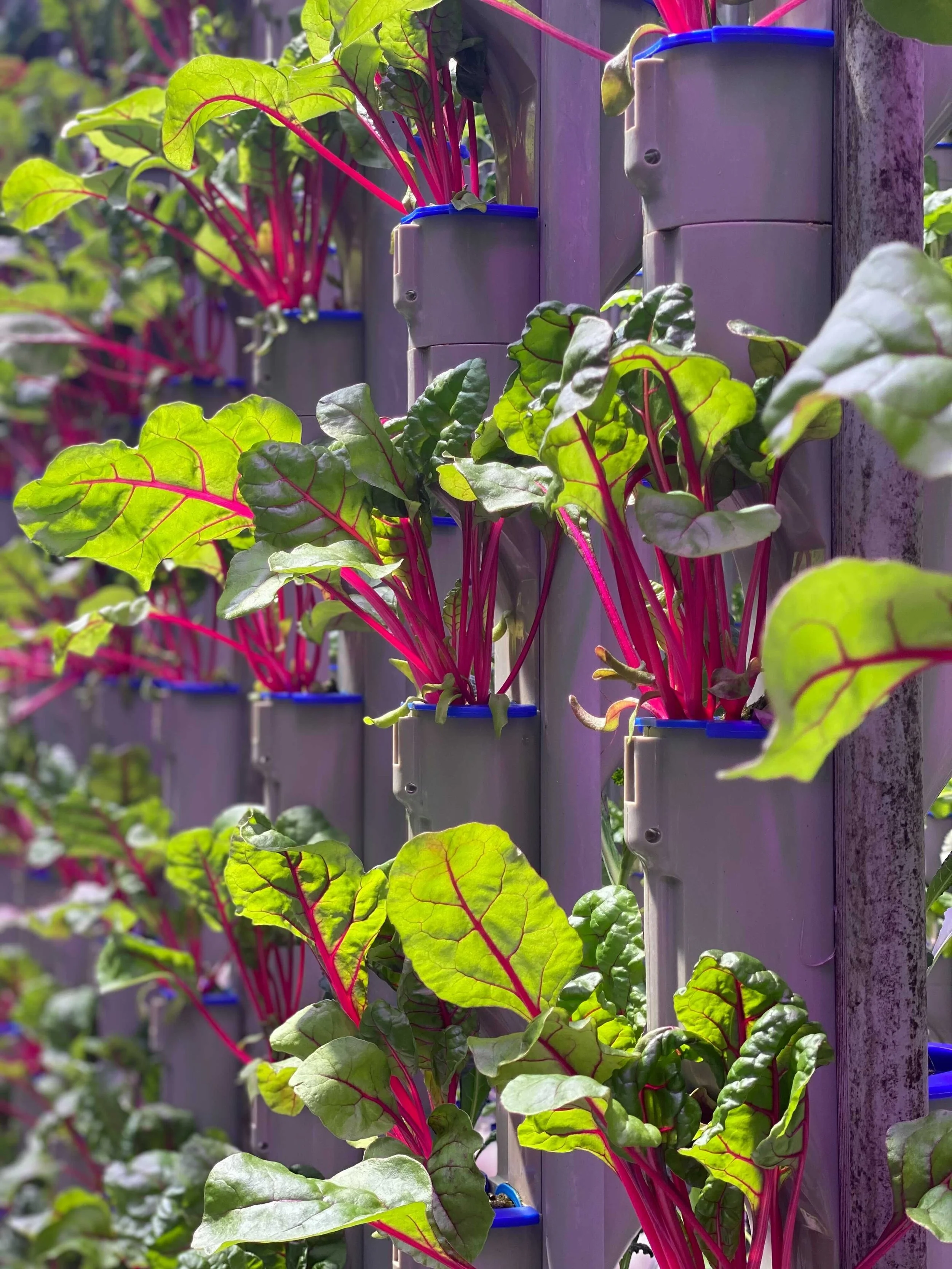 What Is Non-GMO? Inside the Next Trend in Global Farming | Eden Green