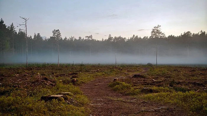Environmental Impact of Traditional Farming: 5 Effects | Eden Green
