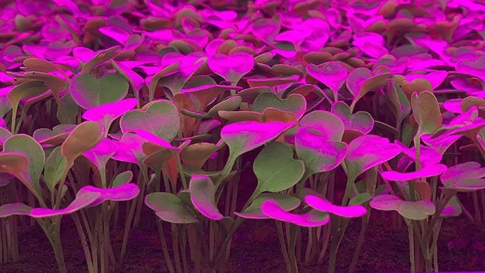 Hydroponic Lights: How They Work, Best Options, & More | Eden Green
