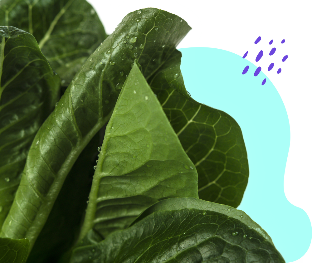 Order Hydroponic Romaine Lettuce & Mixes | Eden Green