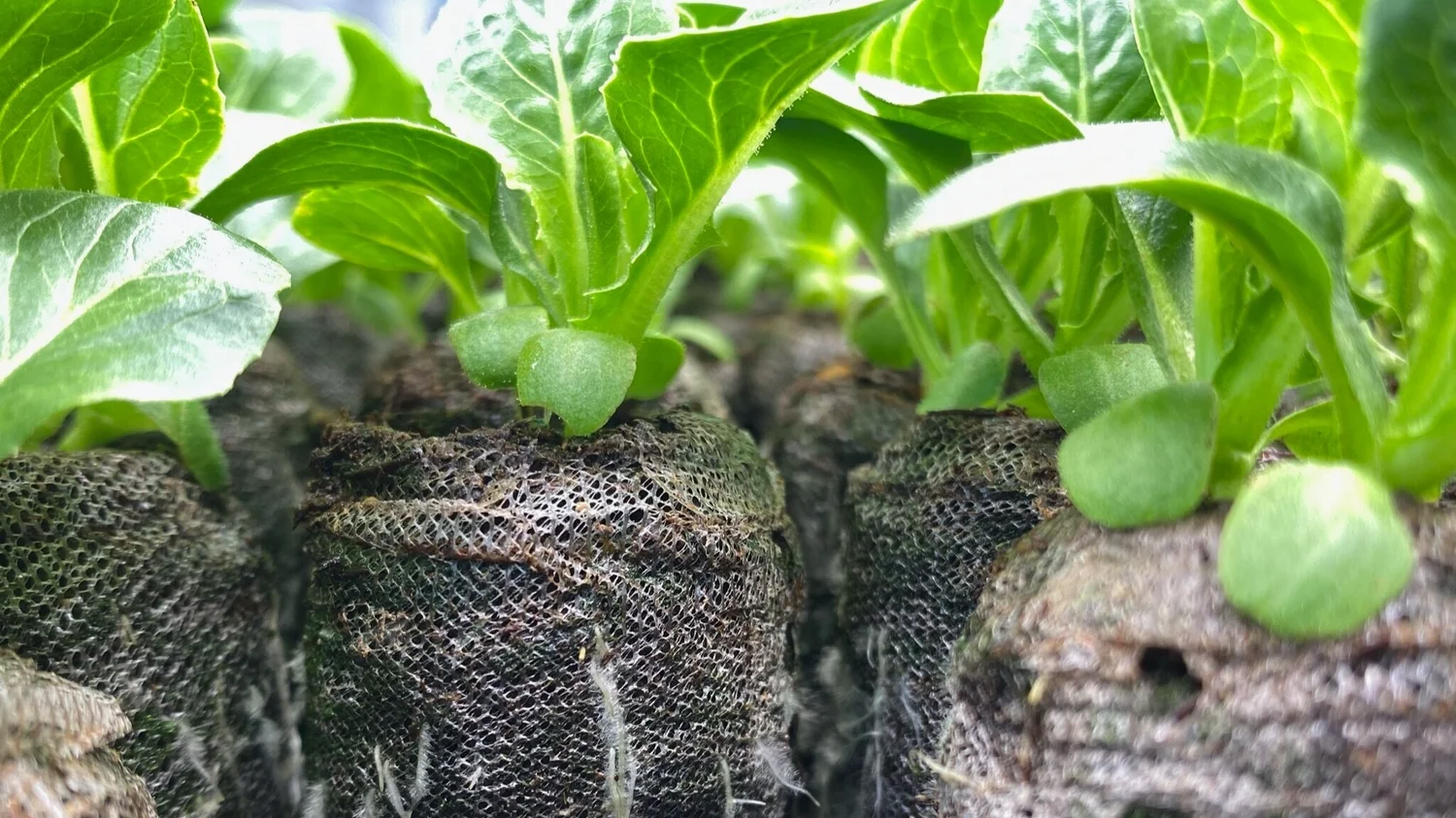 10 Best Hydroponic Growing Mediums | Eden Green
