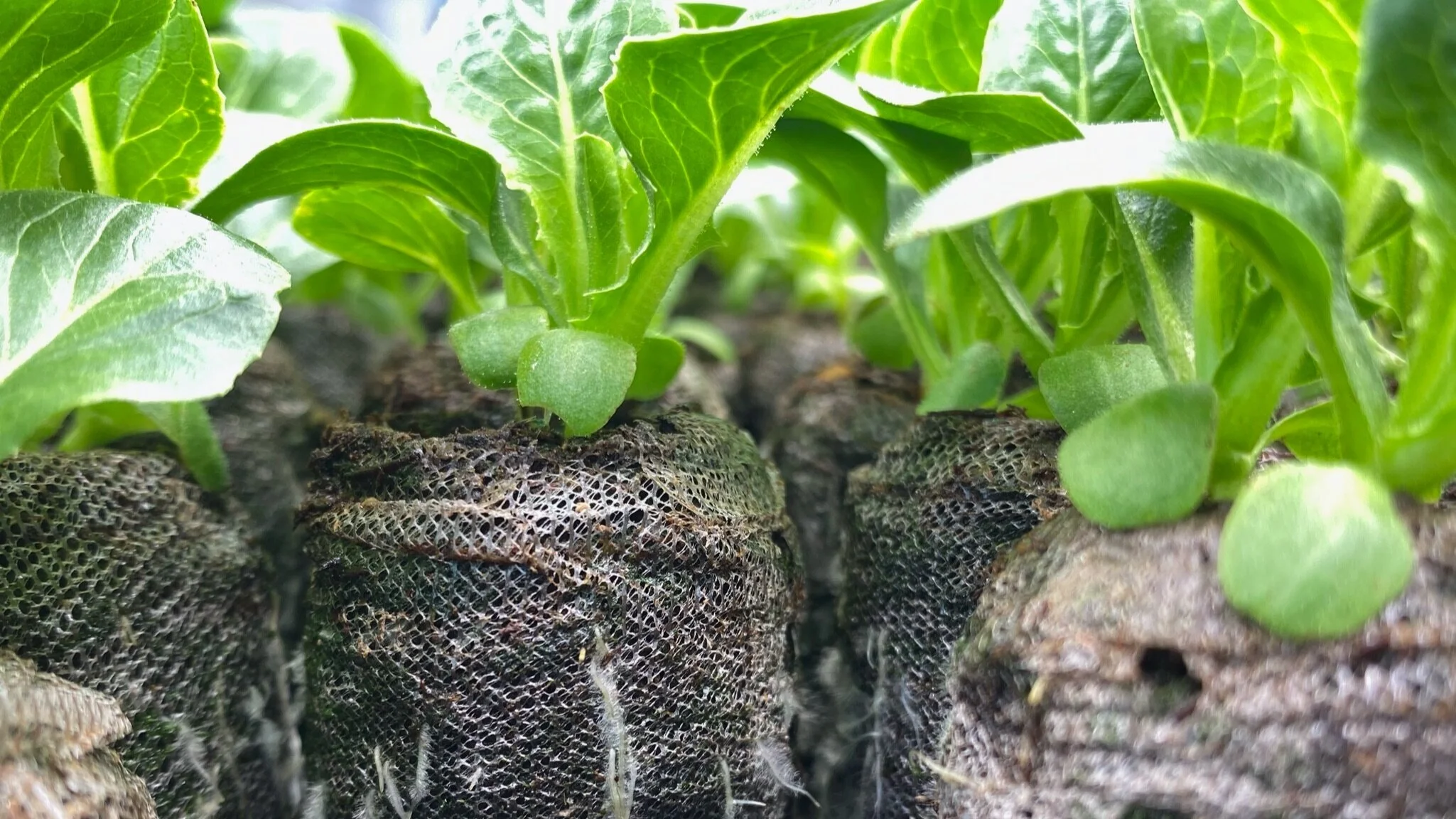 10 Best Hydroponic Growing Mediums | Eden Green