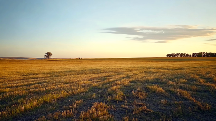 What Is Afforestation? Definition, Examples, Pros, and Cons | Eden Green