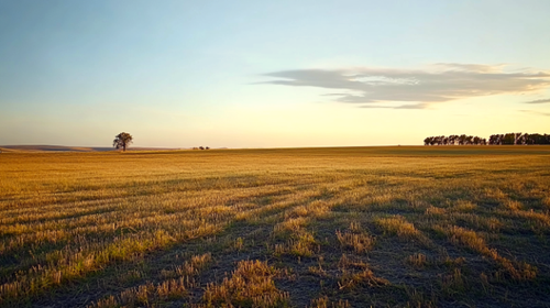 What Is Afforestation? Definition, Examples, Pros, and Cons | Eden Green