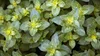 Hydroponic Oregano: How to Grow, Nutrition, and Recipes | Eden Green