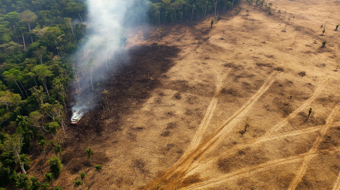 Deforestation and Forest Degradation: Causes, Impacts, Solutions | Eden ...