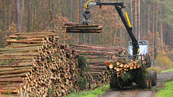 Deforestation and Forest Degradation: Causes, Impacts, Solutions | Eden ...