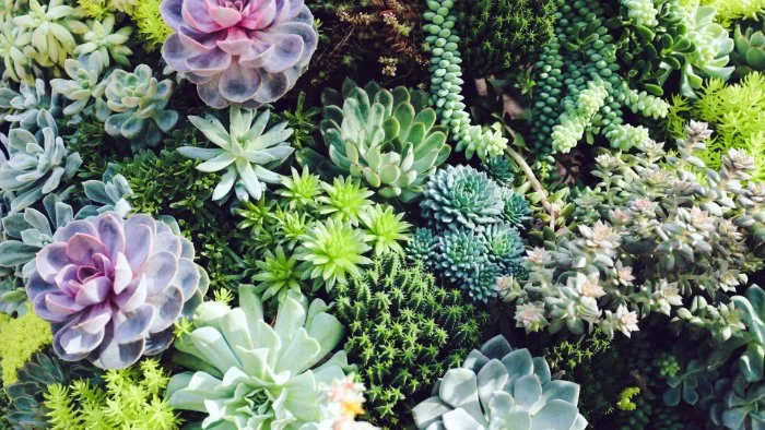 What Are the Planting Zones? A Guide to USDA Hardiness Zones | Eden Green