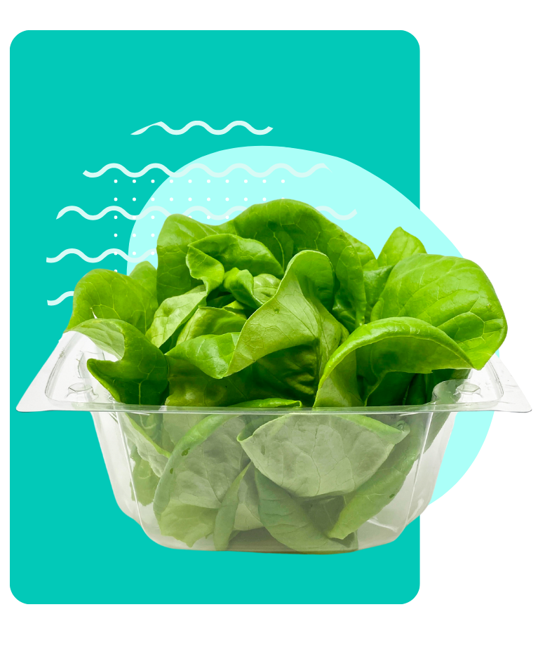 Hydroponic Butterhead Lettuce & Lettuce Mixes | Eden Green