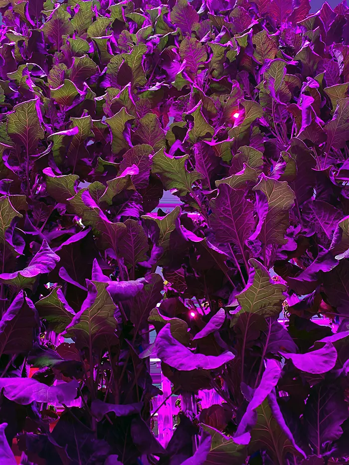Hydroponic Lights: How They Work, Best Options, & More | Eden Green