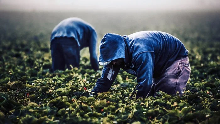 Agricultural Labor Crisis: Solutions, Innovation, & Reform | Eden Green