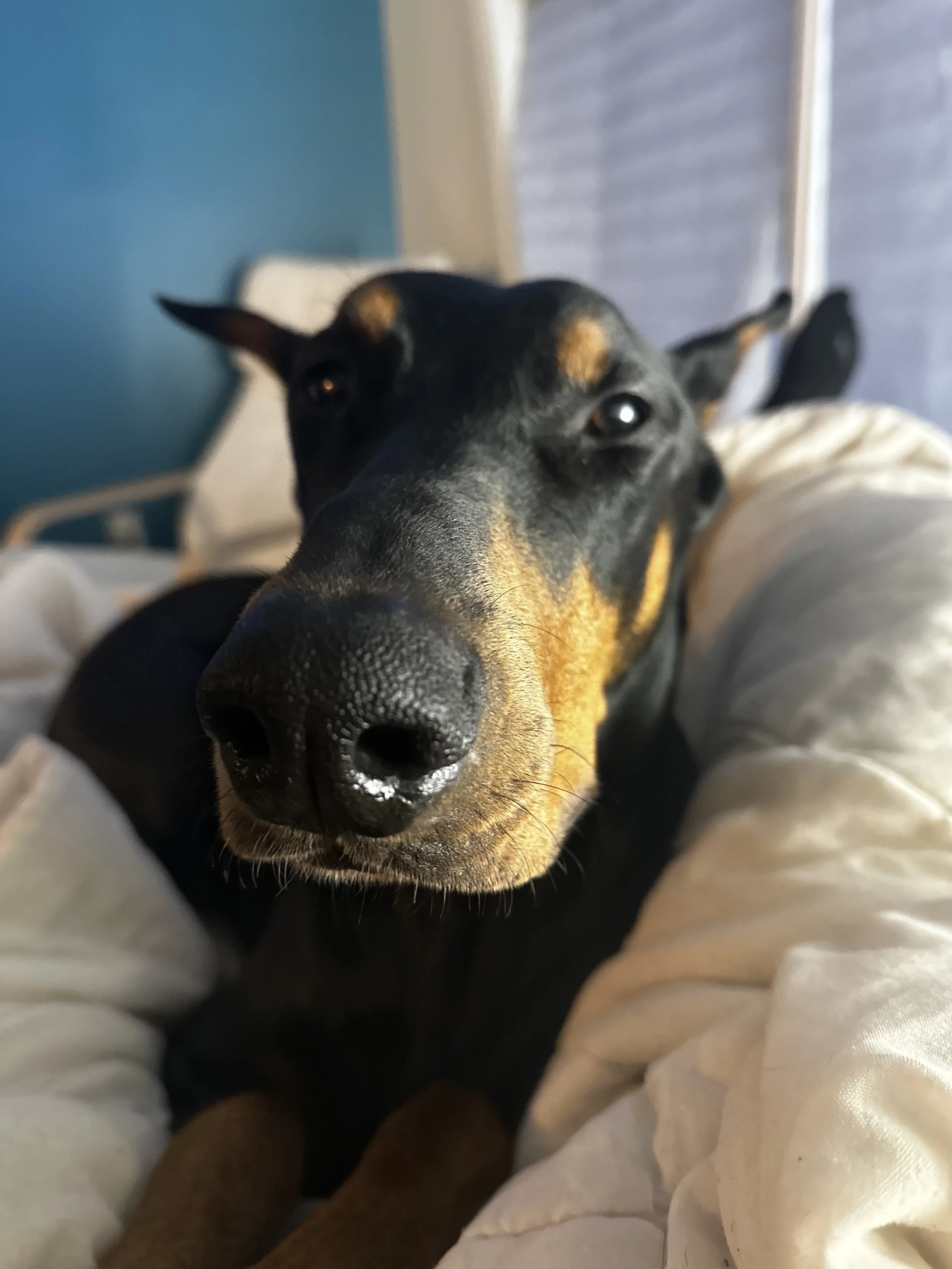 Meet the Team — Banff Symposium on Organic Chemistry