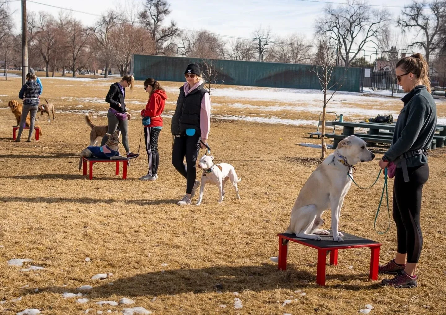 The Colorado Dog Pack