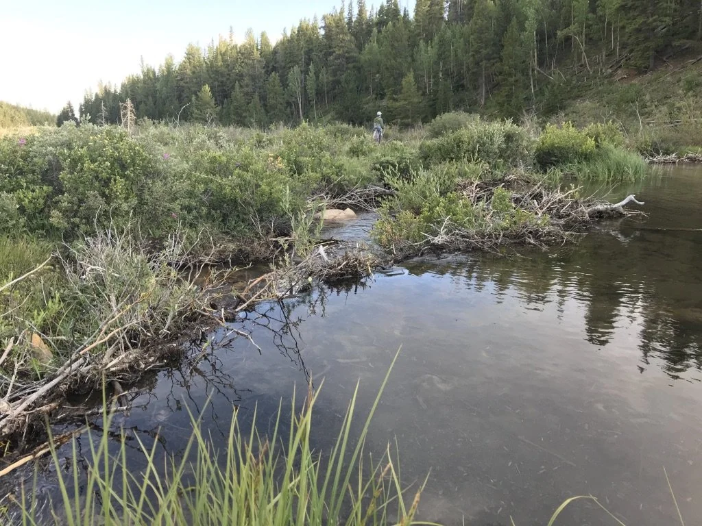 5 Tips for Fly Fishing Beaver Ponds — Fish Untamed