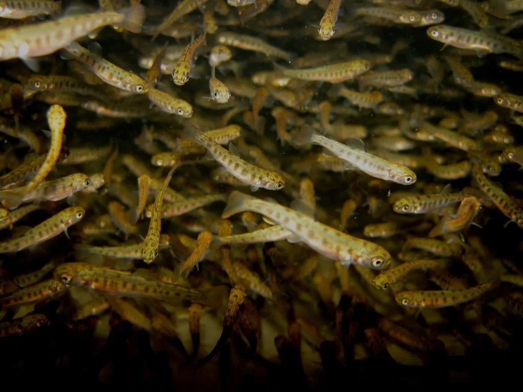 What is a Triploid Trout? — Fish Untamed